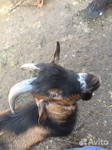 Козел Камерунский Испанских кровей добрый ласковый