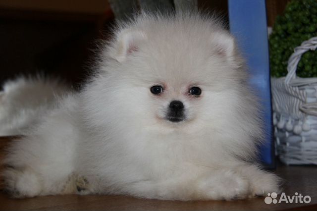 Красивая Померанка- Мини