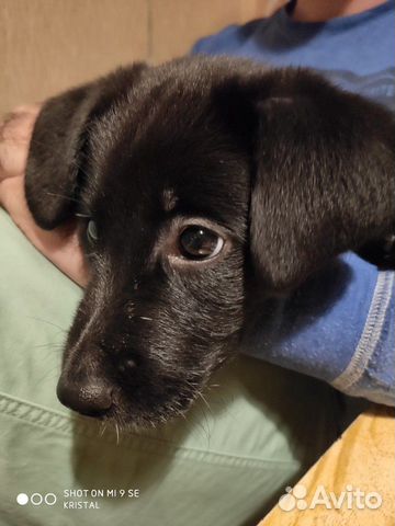 Щенок Лабрадора дев
