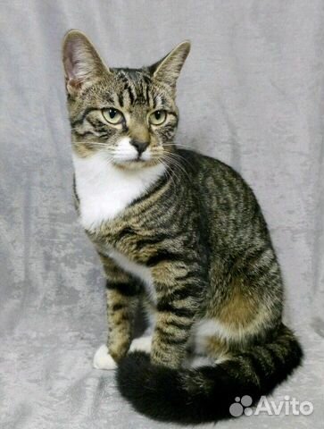 Молодая кошечка