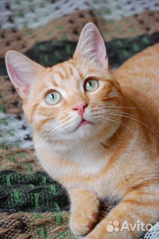 Юный котик в добрые руки