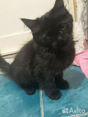 Отдам котенка мальчика