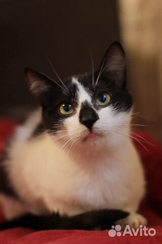 Ласковая кошка