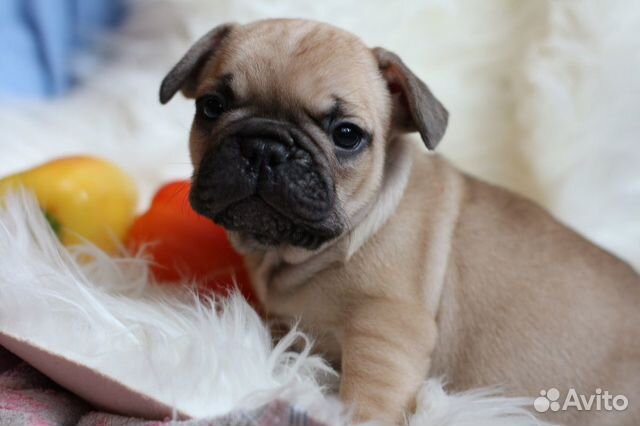 Французский бульдог. Веселые толстячки