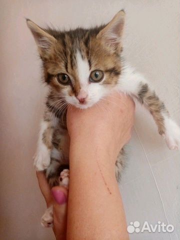 Ищет дом Котенок - Тимоша