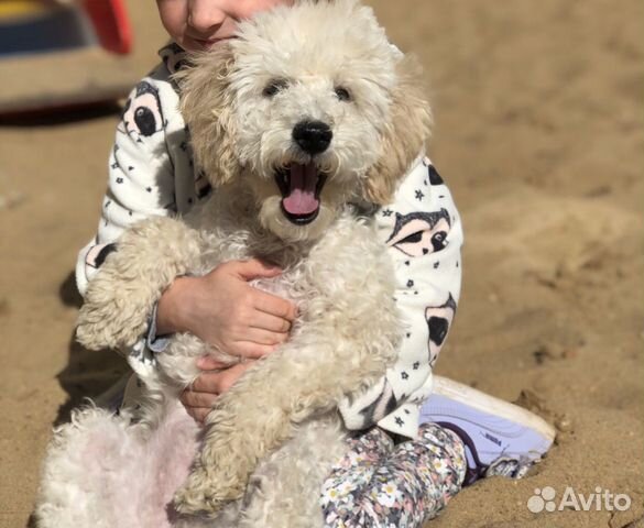 Продам щенка Пудель карликовый