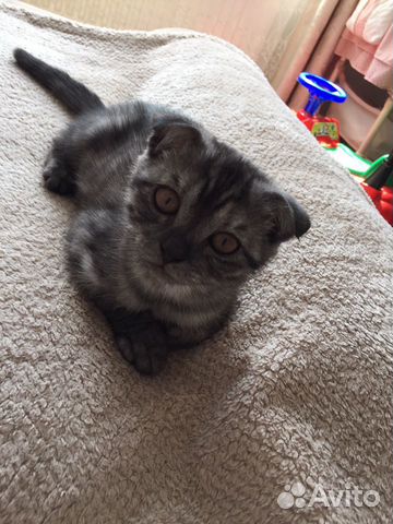 Британка вислоухая