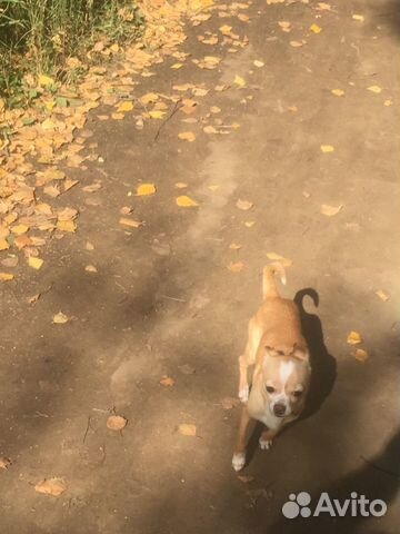 Отдам кобеля чихуахуа