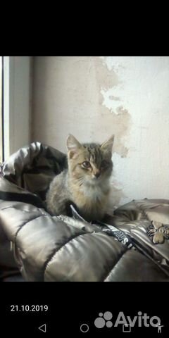 Котёнок бесплатно