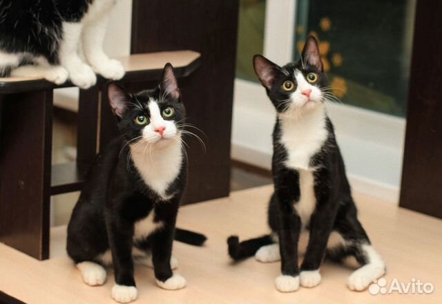 Два братика-маркизика в добрые руки