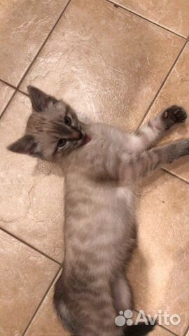 Отдам котенка Лёву