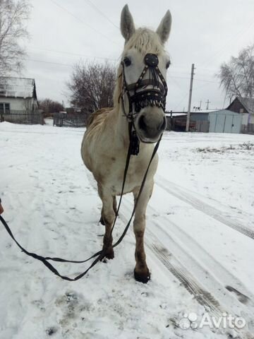 Продам рабочую лошадь