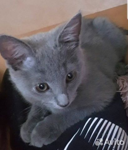 Русский голубой кот