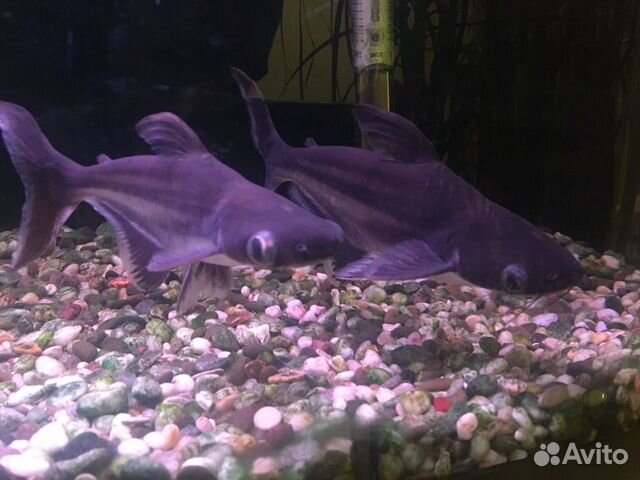 Акульи барбусы. Рыбки ищут новый дом