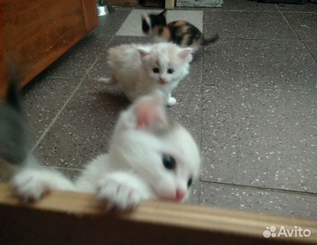 Дарим котеночка Ходит в лоток