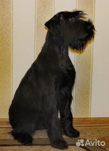 Щенок ризеншнауцера