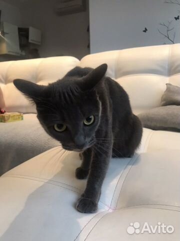 Кот тонкинез (Tonkinese) 2 года