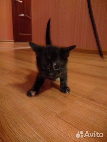 Отдам котят в добрые руки