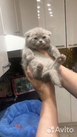 Британское чудо