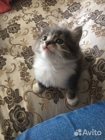 Пушистая малютка в добрые руки