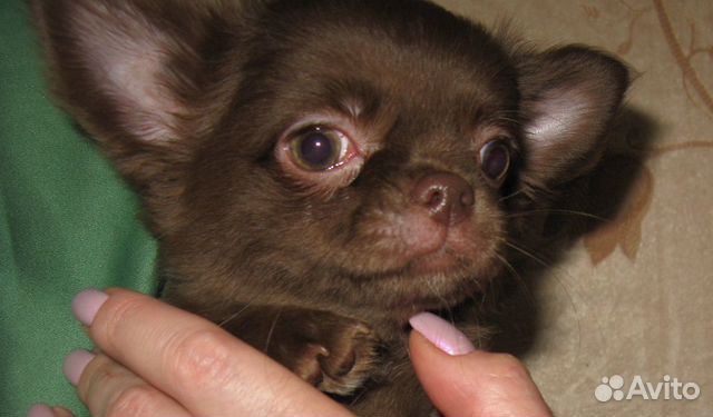 Шоколадная королева