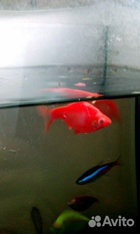 Барбус красный