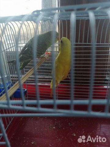 Волнистые попугайчики молодые