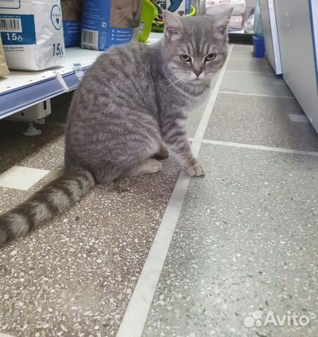 Кошечка в добрые руки