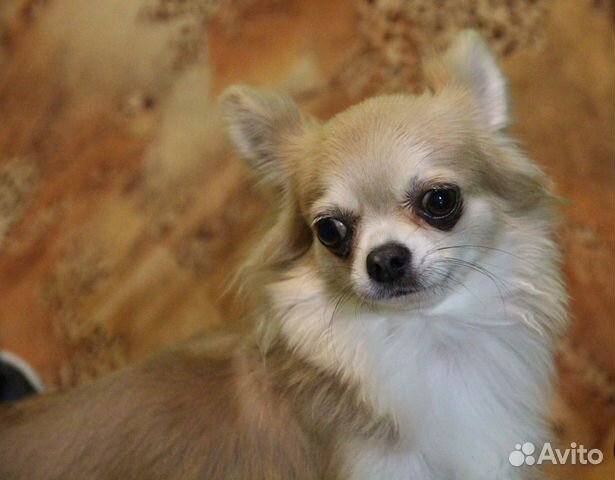 Взрослая девочка