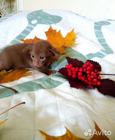 Котятки циннамончики