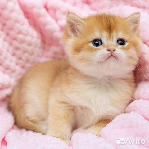 Девочка золотуля