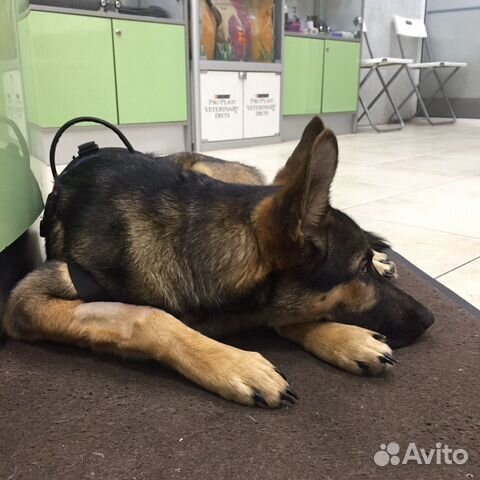 Щенок, близкий метис овчарки, 8 мес