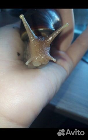 Улитки ахатины