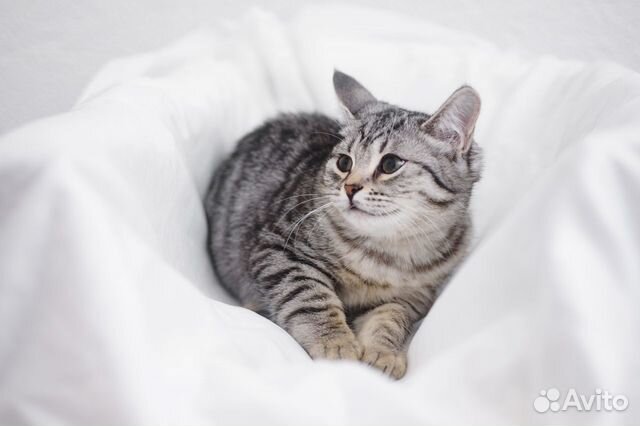 Кошечка Моська вискасной окраски