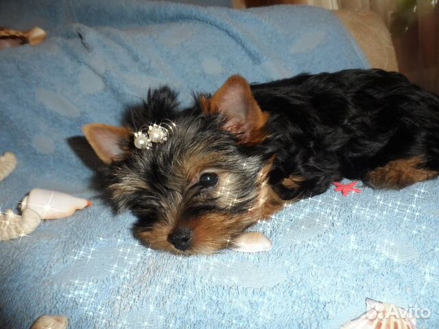 Маленькая очаровашка