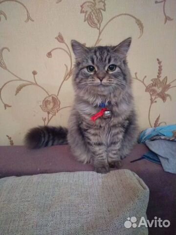 Кошка в добрые руки