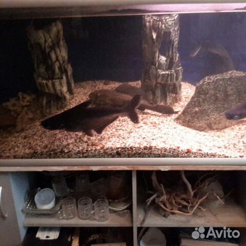Продаю профессиональные аквариум с рыбами