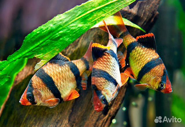 Барбусы отдам