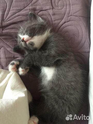 Отдам, продам подарю