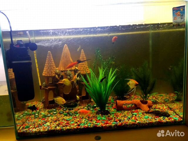 Аквариум с рыбками
