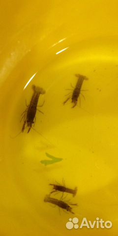 Мраморные рачки