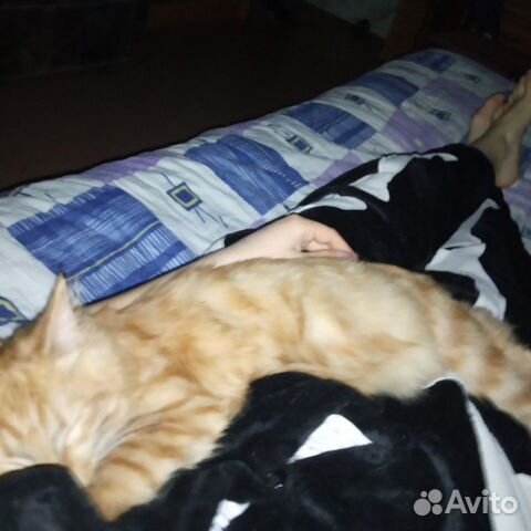 Котик Тиг