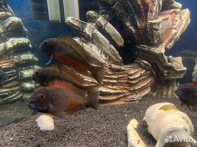 Трофеус Молиро