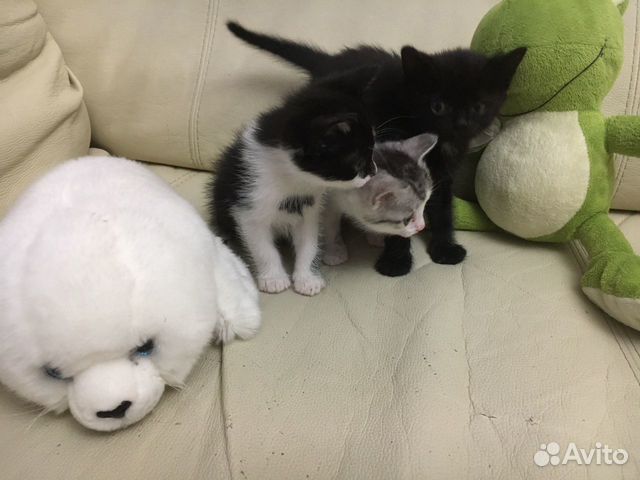 Котята 1 месяц