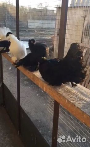 Статные голуби