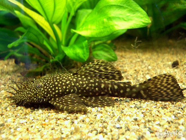 Отдам анциструса