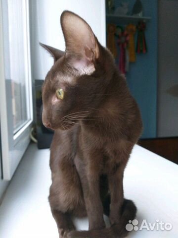 Рождены 13 июля