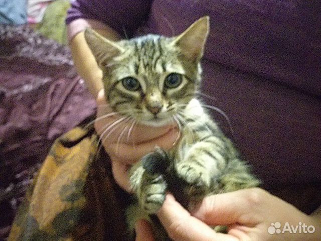 Мраморный котик