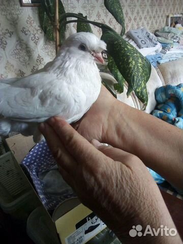 Голубь-белый