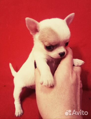 Чихуахуа. Нежные мини-детишки